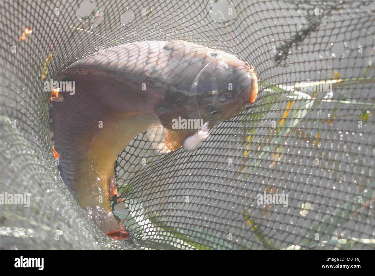 Angler landing carp in net hi-res stock photography and images - Alamy