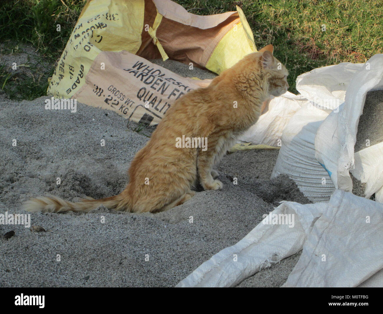 This image depicts a cat defecating on a sand mound, a common behavior ...