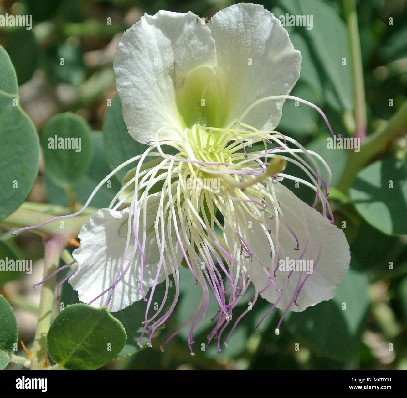Capparis spinosa, commonly known as the caper plant, is native to arid ...