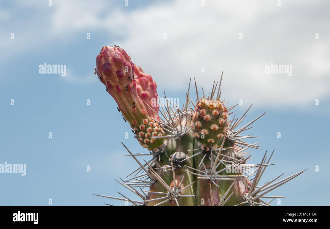 Cardon fruit in Margarita Island Stock Photo - Alamy