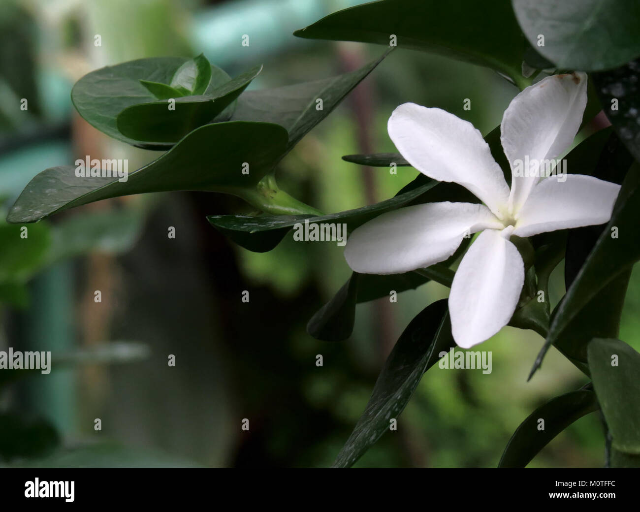 Carissa bispinosa, a plant species native to the region around Kiev ...