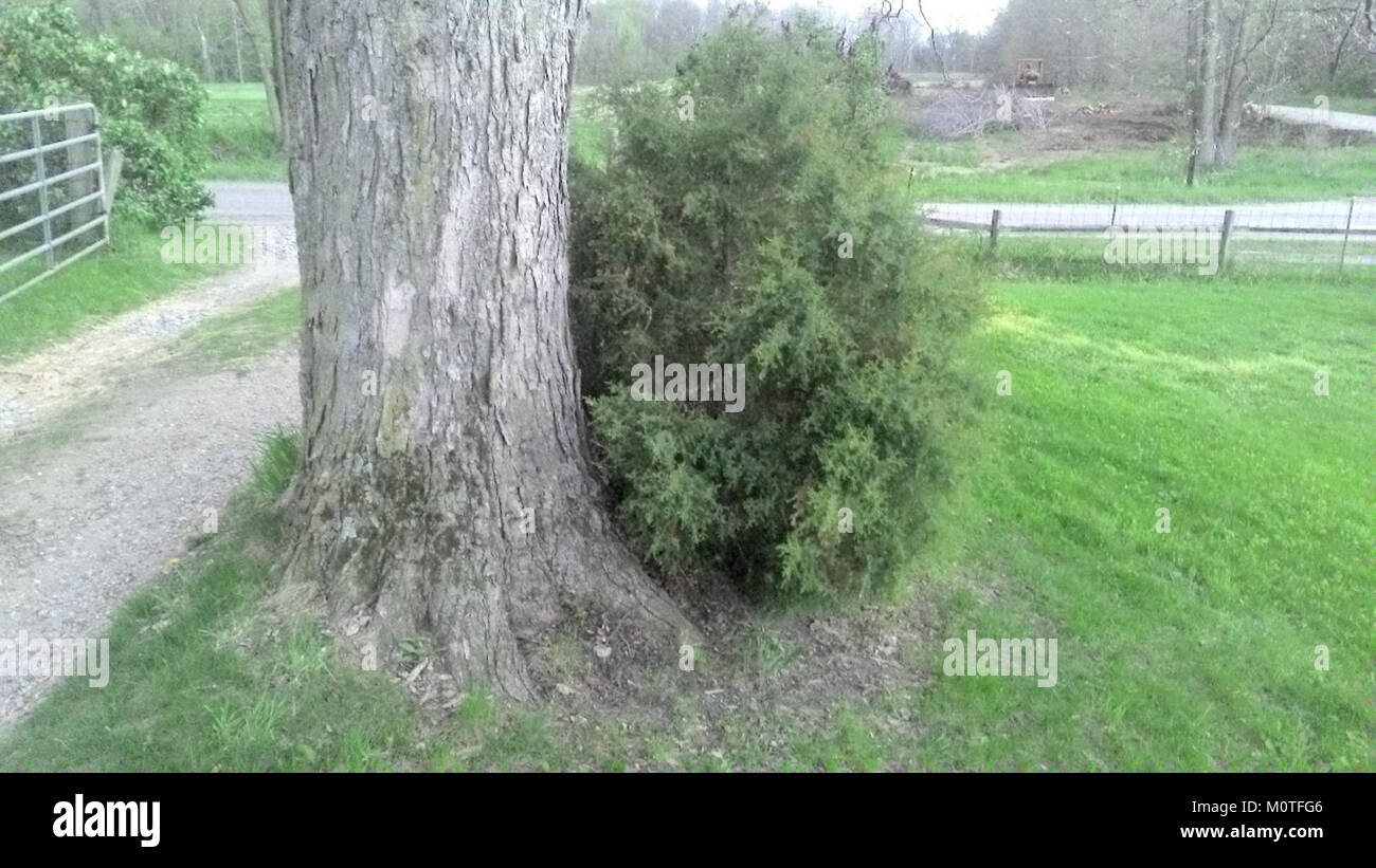 A cedar tree growing within a maple forest, representing the diversity ...