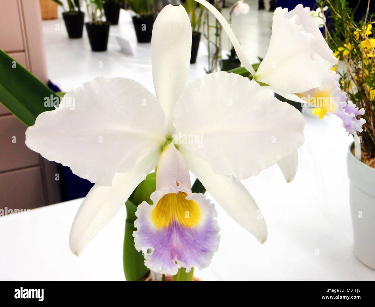 Cattleya gaskelliana forma coerulea is a rare, blue variety of the ...