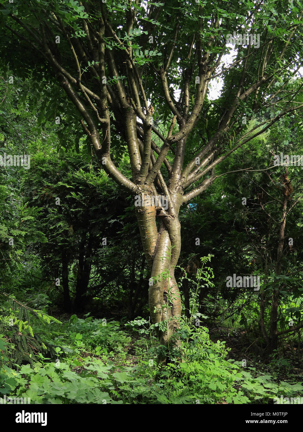 Caragana arborescens hi-res stock photography and images - Alamy