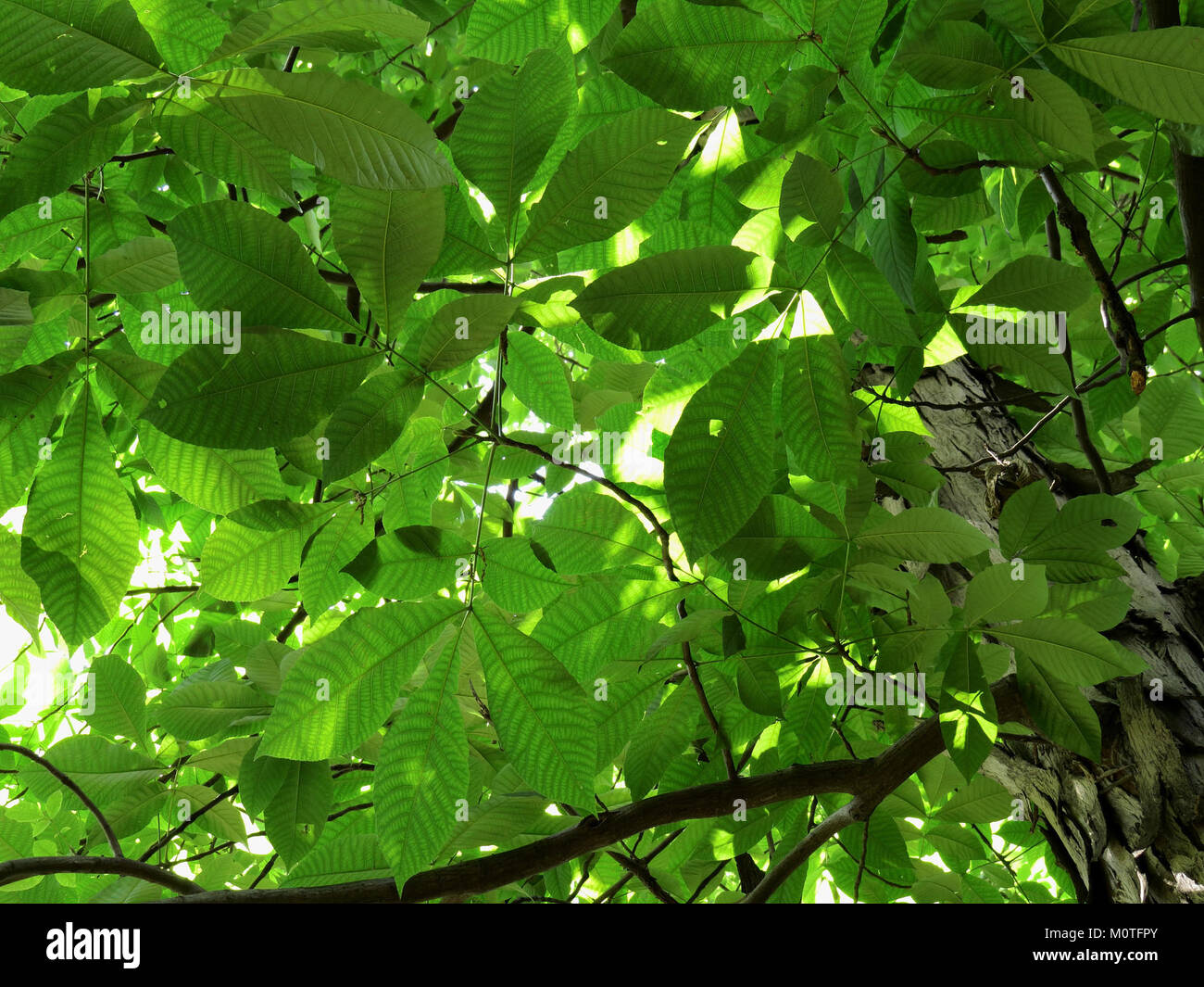 Carya ovata hi-res stock photography and images - Alamy