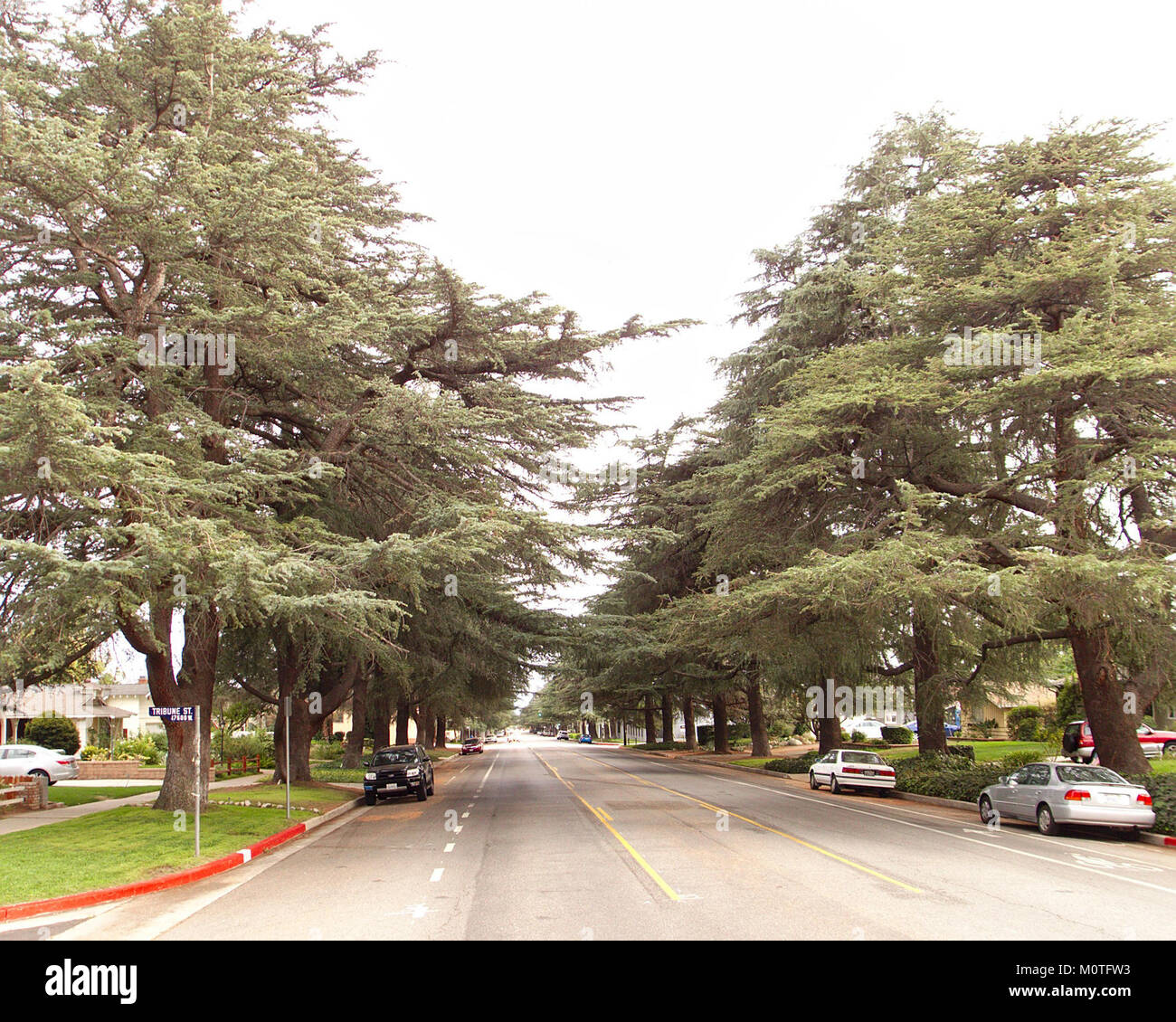 This photograph shows Cedrus deodara, also known as the Deodar cedar ...