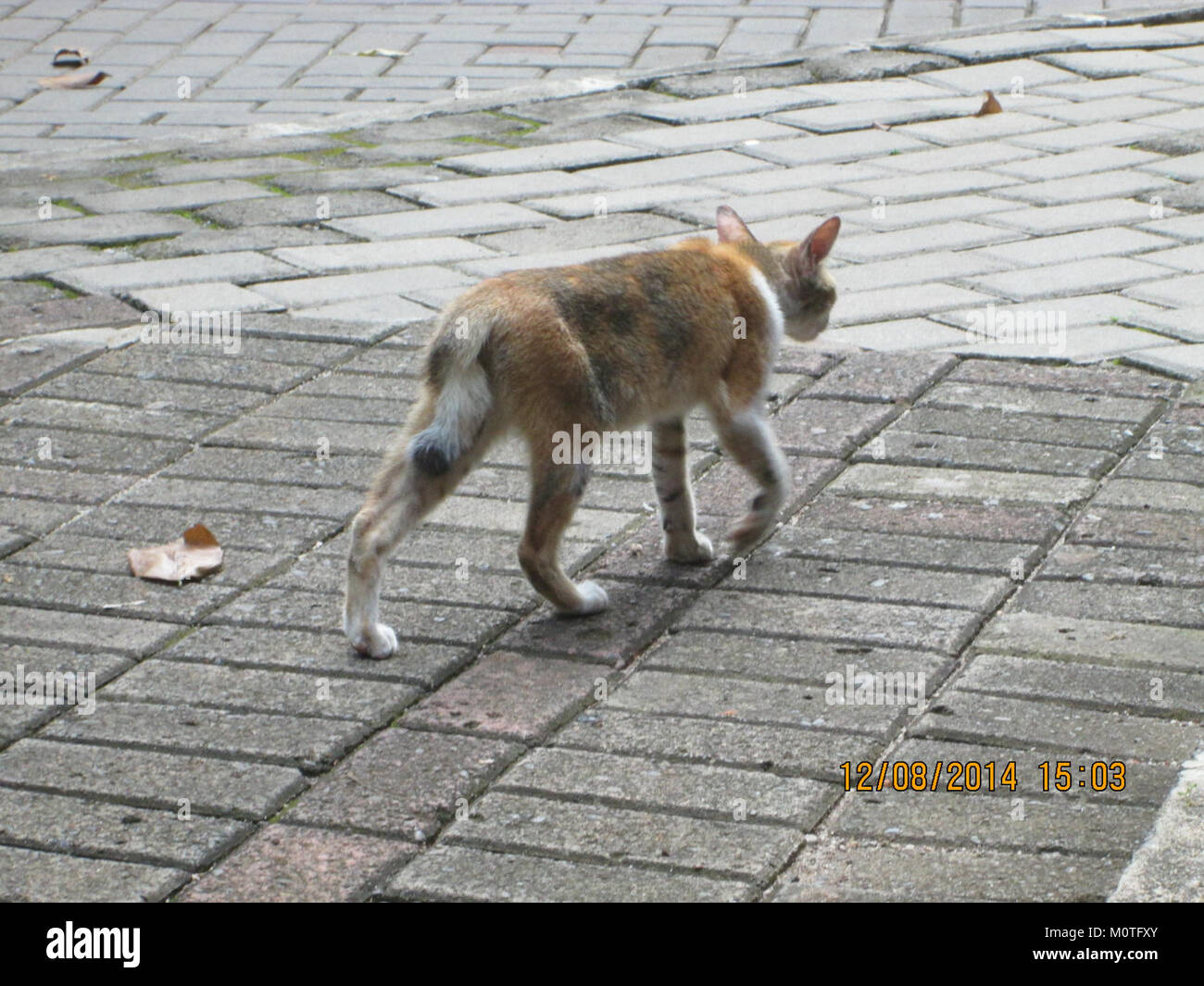A bobtail cat is known for its distinctive short tail, which is a ...