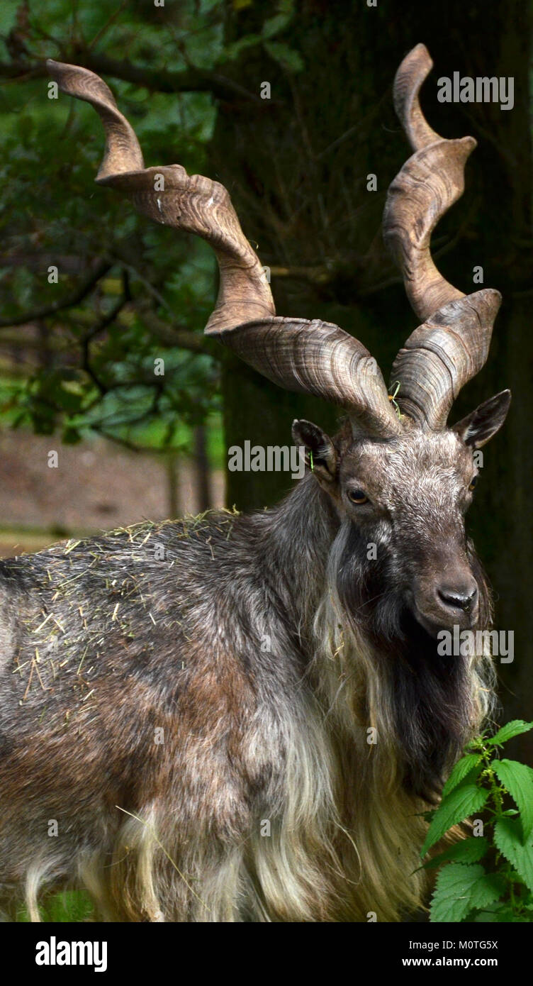 The Capra falconeri, also known as the Markhor, is a wild goat species ...