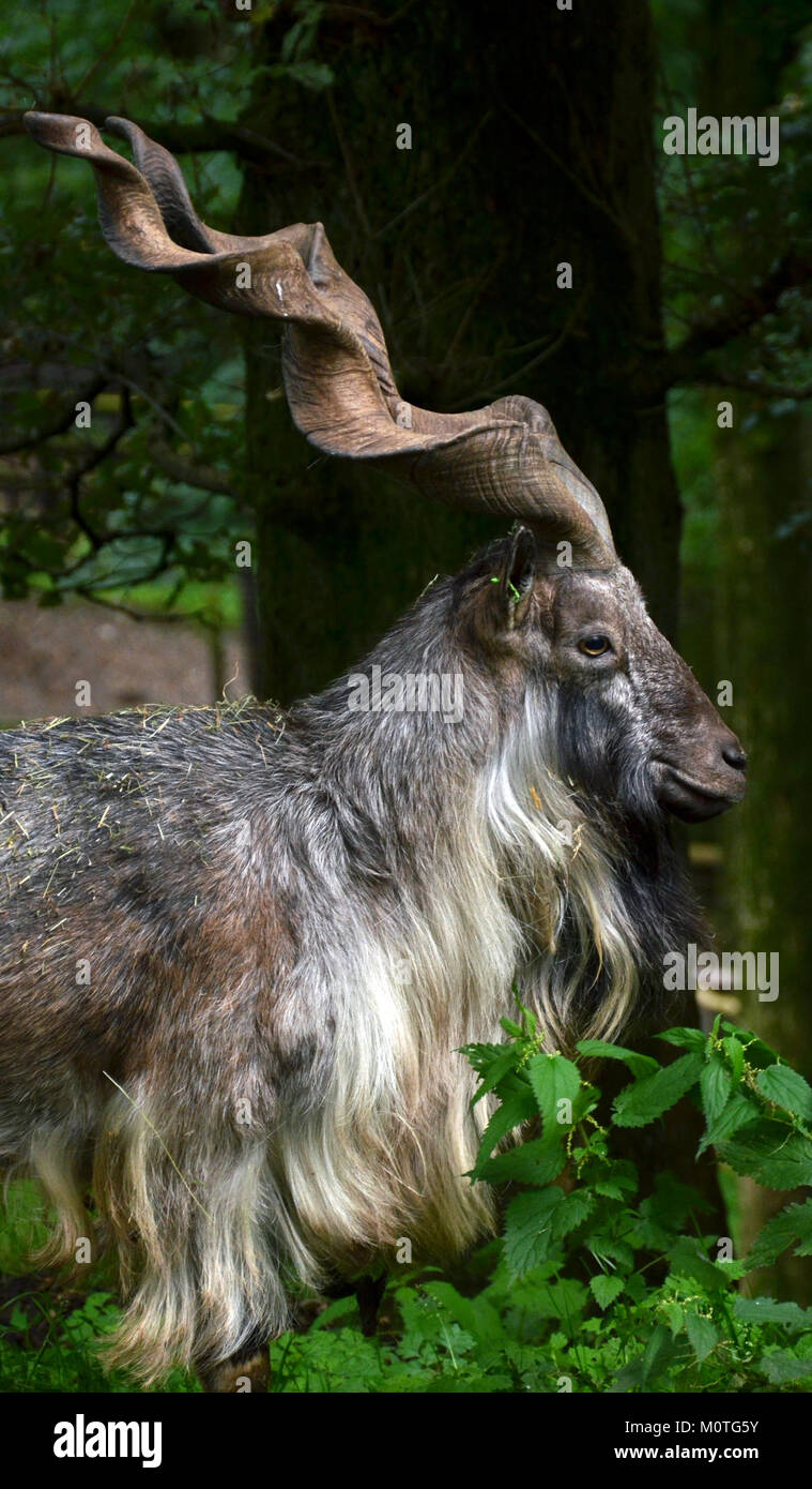 Capra falconeri falconeri hi-res stock photography and images - Alamy