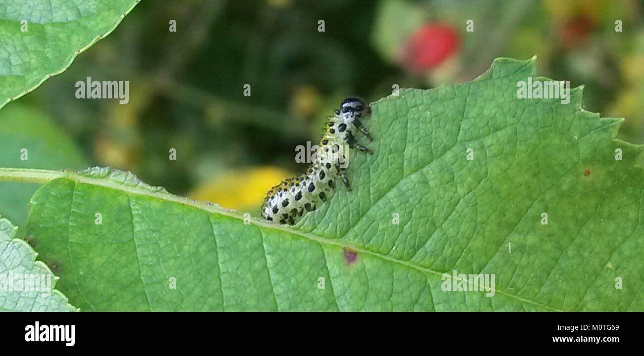 A caterpillar feeding on a leaf, showcasing its natural behavior. This ...