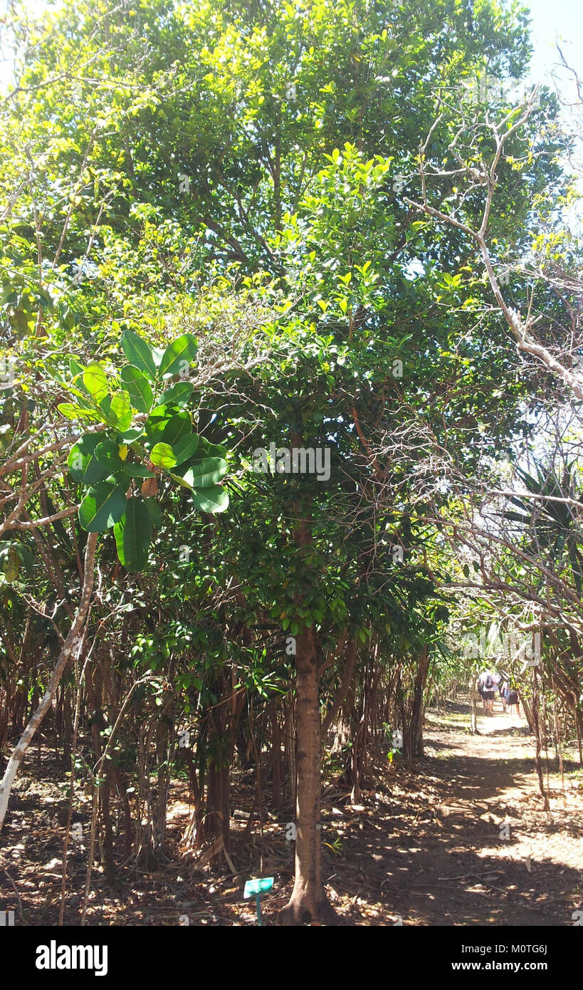 Cassine orientalis, also known as the olive tree, is a species native ...