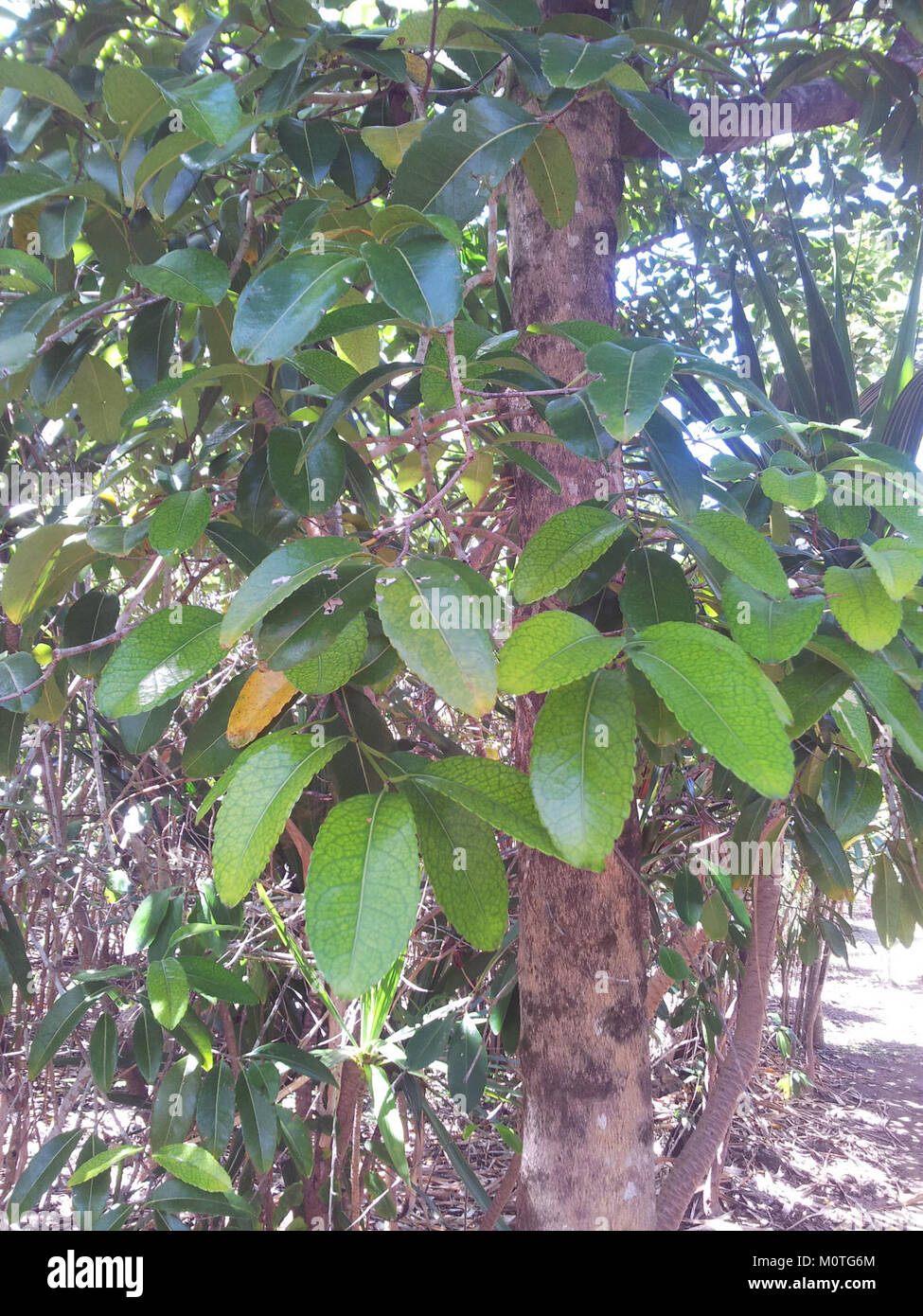 Cassine orientalis, commonly known as bois d'olive, is a plant species ...