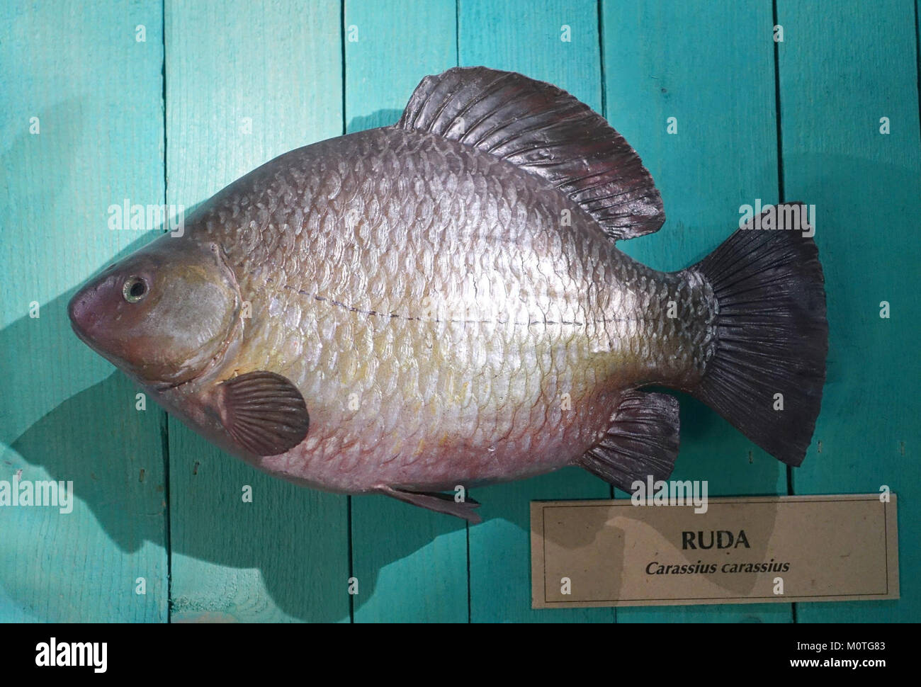 Carassius carassius, commonly known as the crucian carp, is a species ...