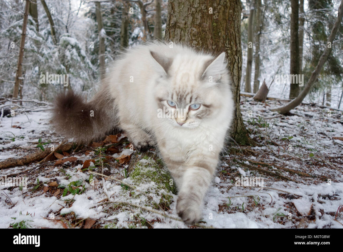 Domestic Siberian Neva Masquerade young cat walks on snow in woods ...