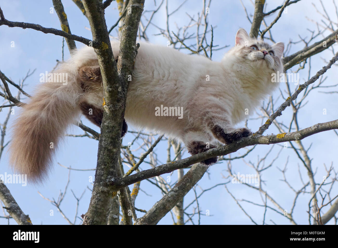Domestic Siberian Neva Masquerade young cat climbs a tree Stock Photo ...