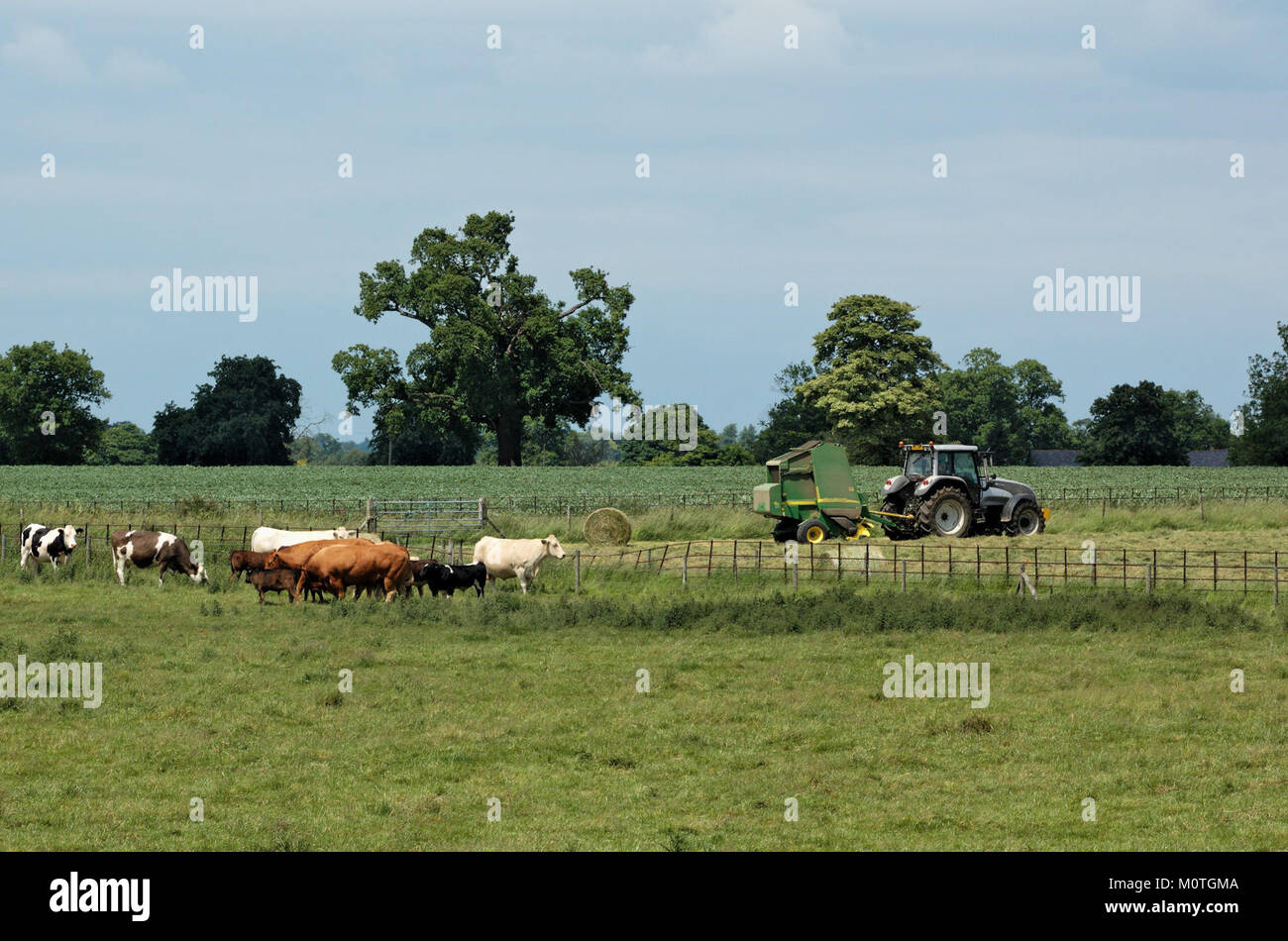 Modern cattle farms hi-res stock photography and images - Alamy