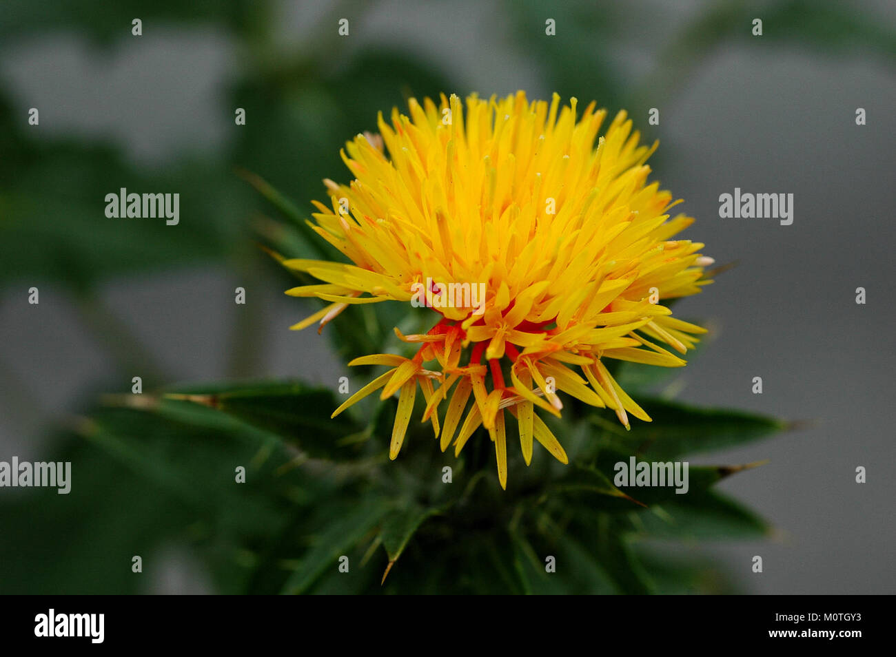 Carthamus tinctorius, commonly known as safflower, is a flowering plant ...
