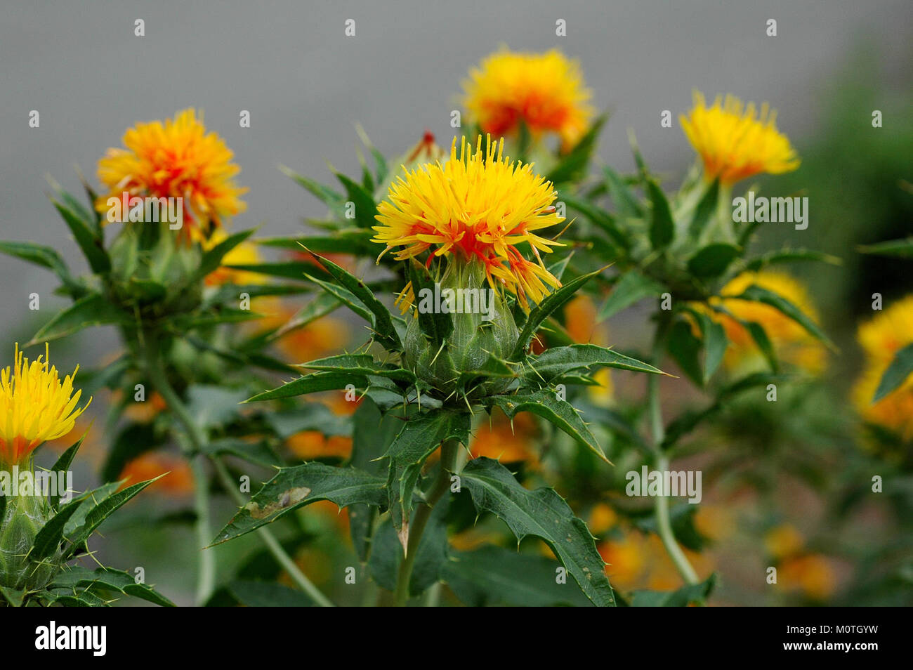 Carthamus tinctorius, commonly known as safflower, is a flowering plant ...