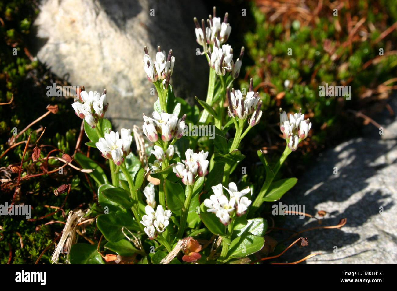 Cress types hi-res stock photography and images - Alamy