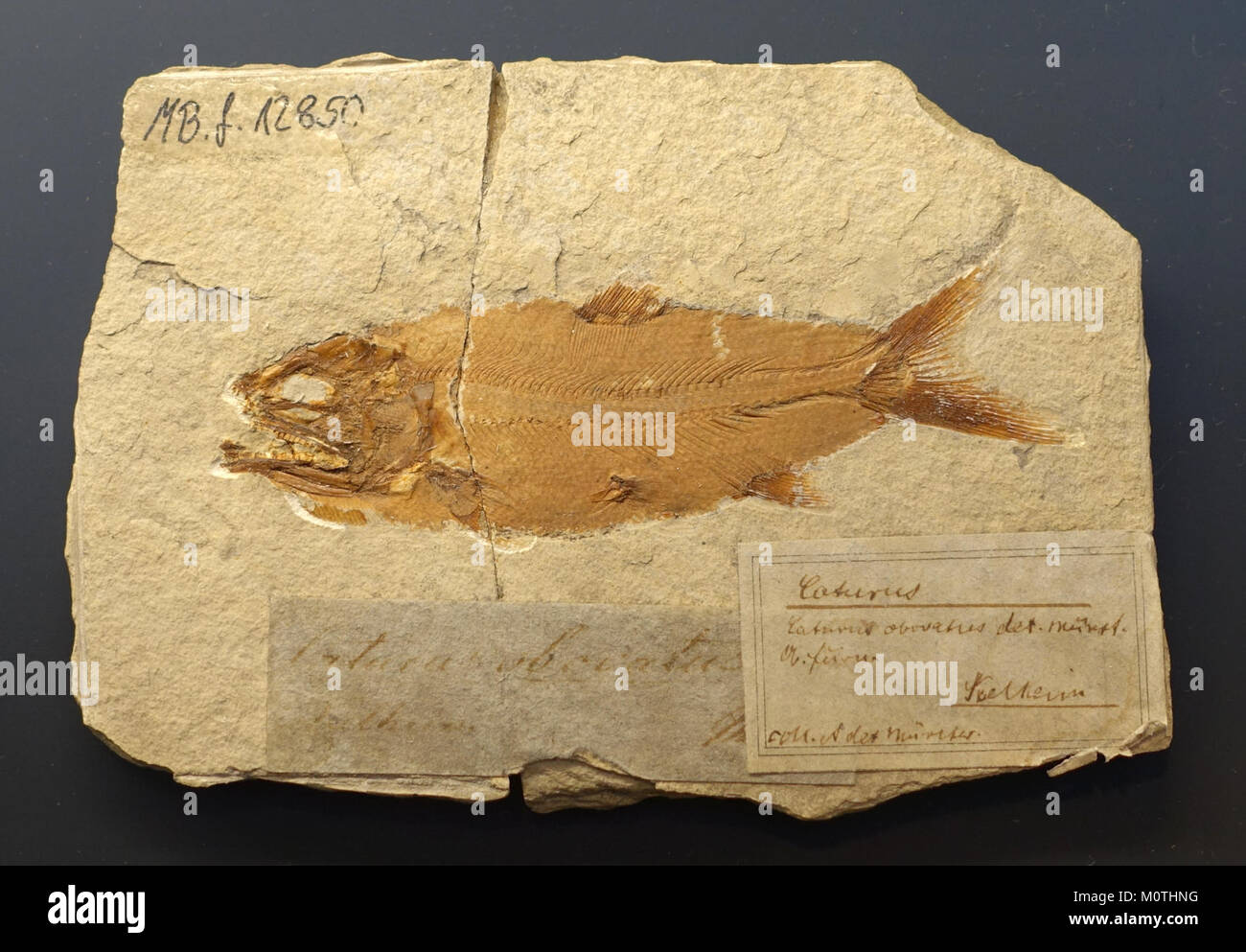 Caturus furcatus is an extinct species of fish that is part of the ...