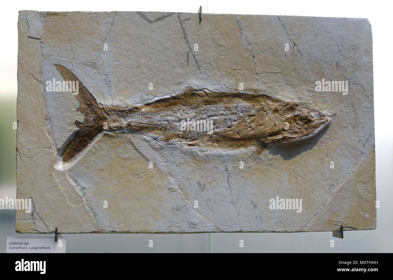 A specimen of Caturus sp., a prehistoric fish, on display at the Museum ...