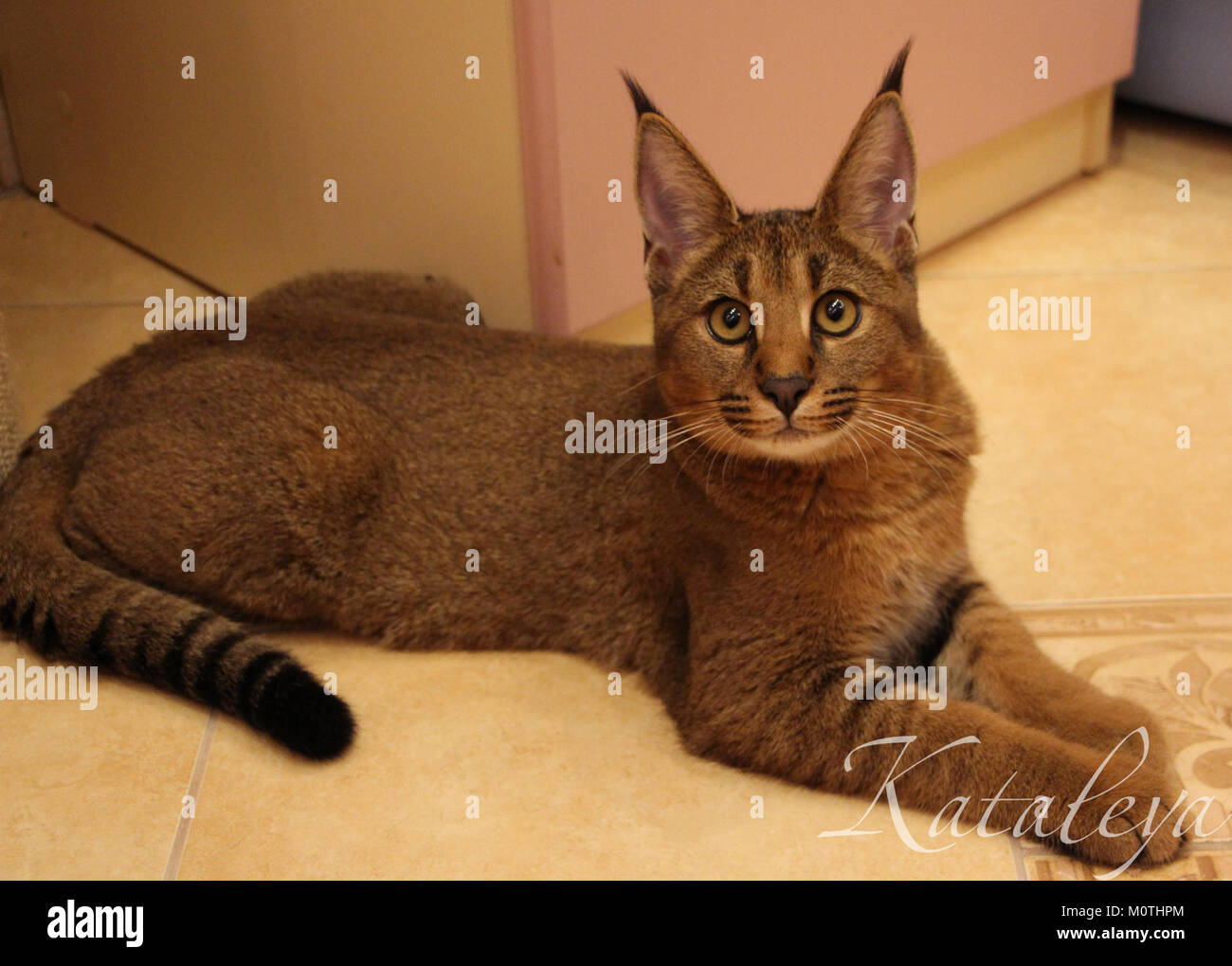 Serval breeding cat hi-res stock photography and images - Alamy