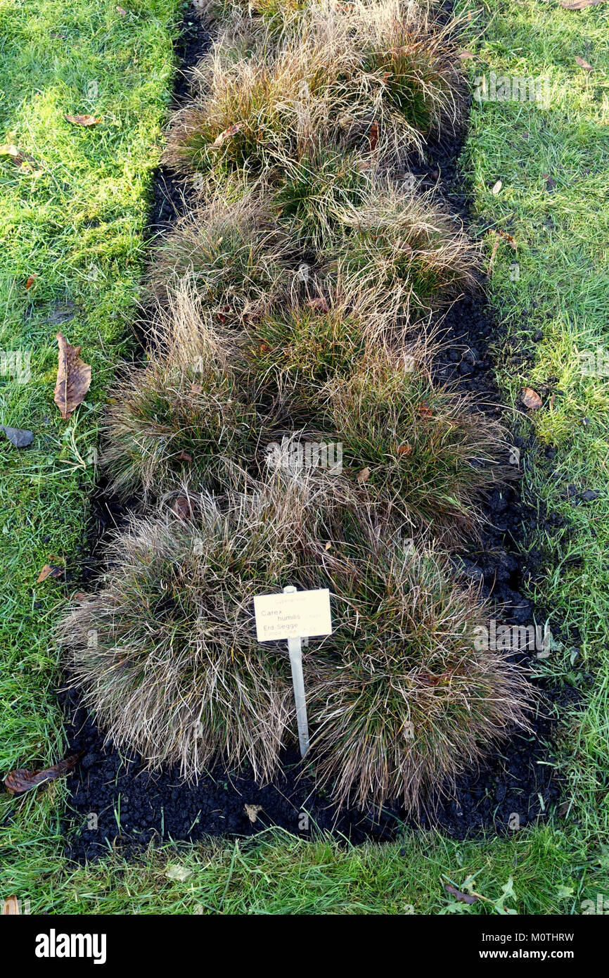 Various sedge species hi-res stock photography and images - Alamy