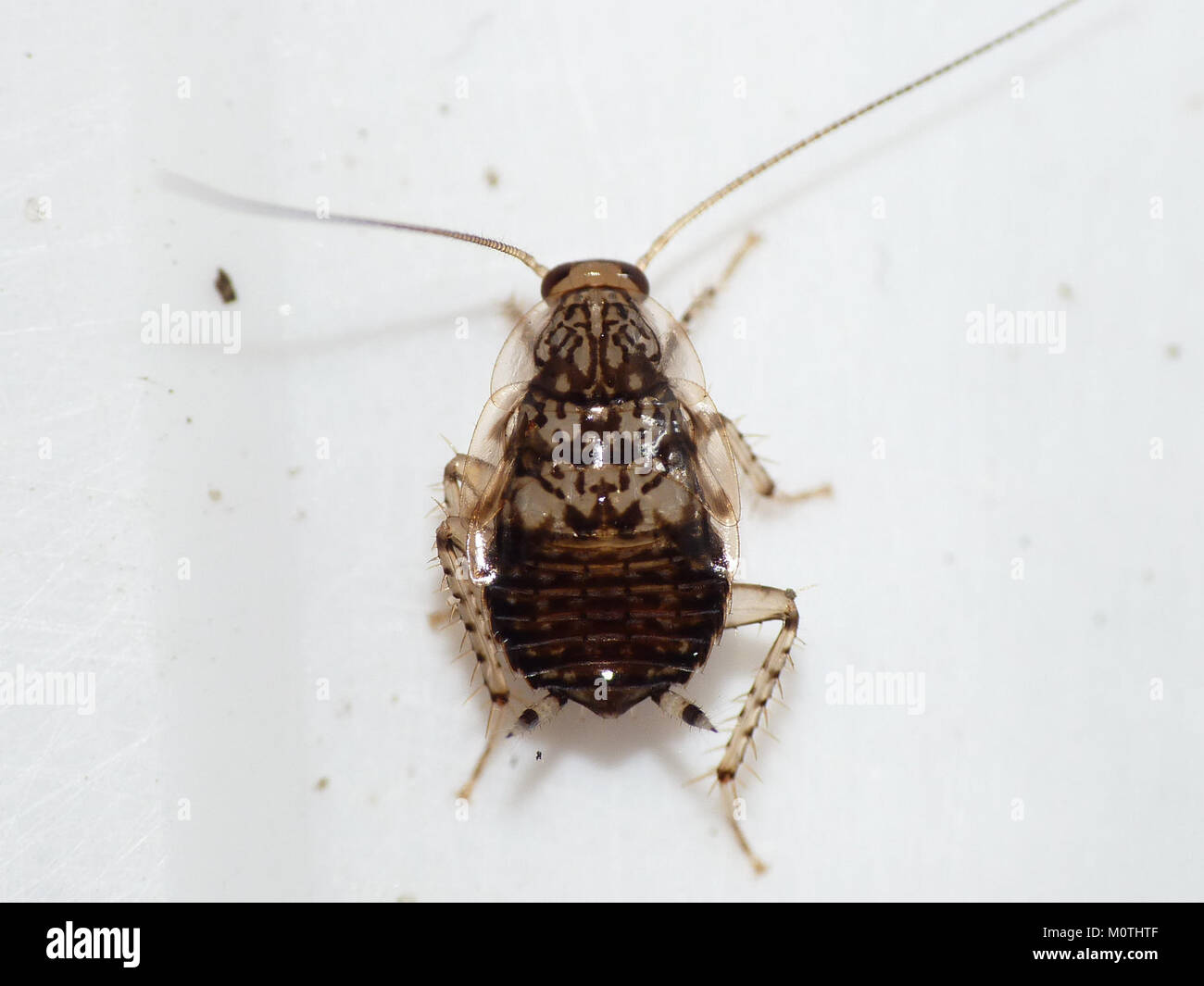 This image shows a nymph of the Cariblatta species, a type of cockroach ...