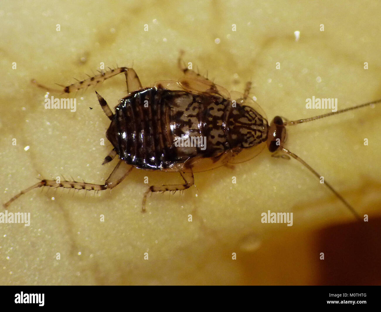 Cariblatta nymph refers to an early stage in the life cycle of a ...