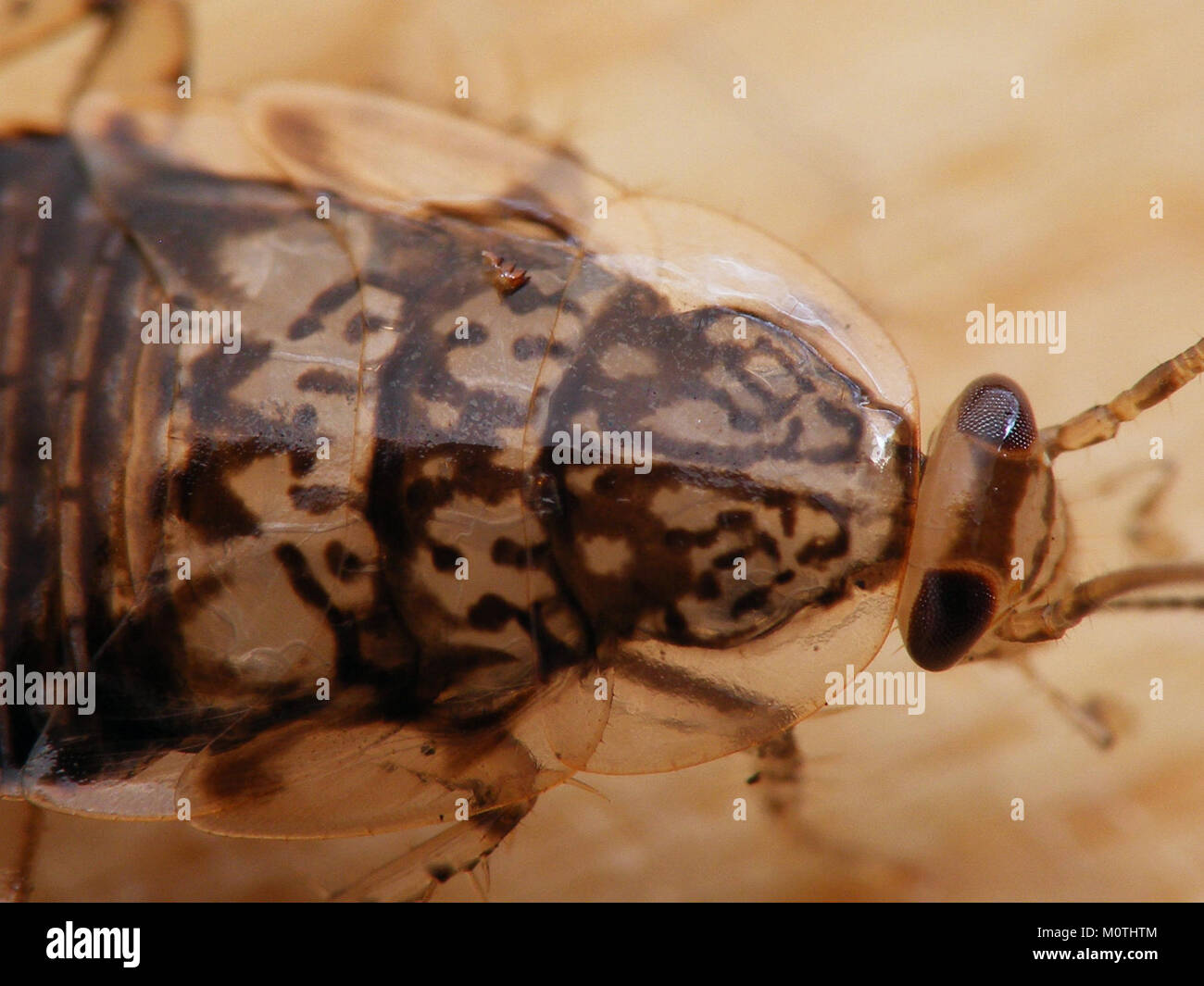 Cariblatta is a genus of cockroach found in Central America, with ...