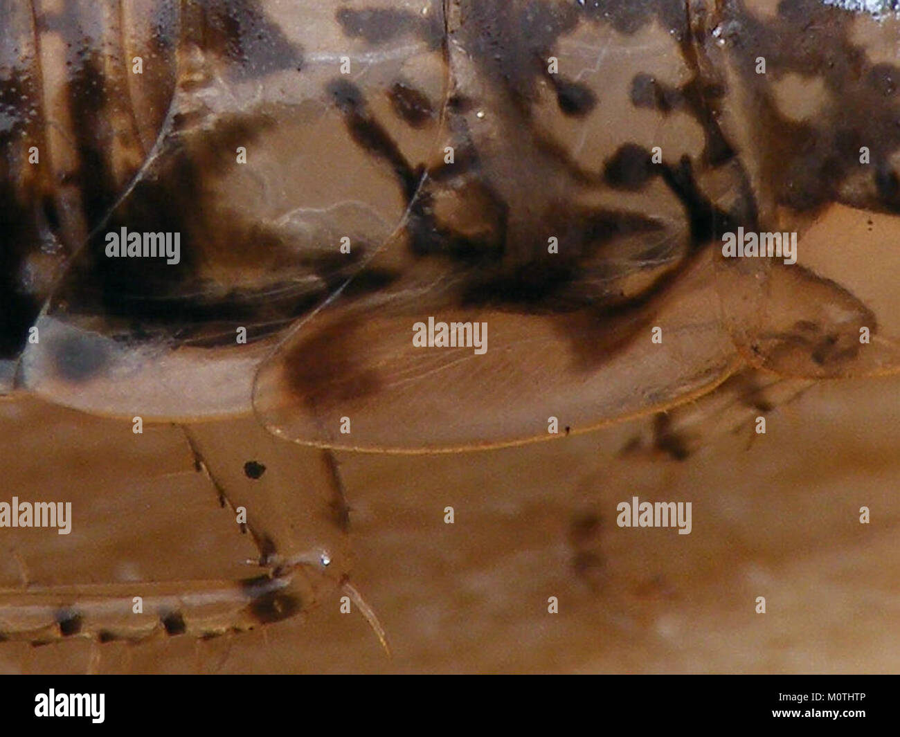 The Rattulus macerus Gosse, an insect species, is shown in this image ...