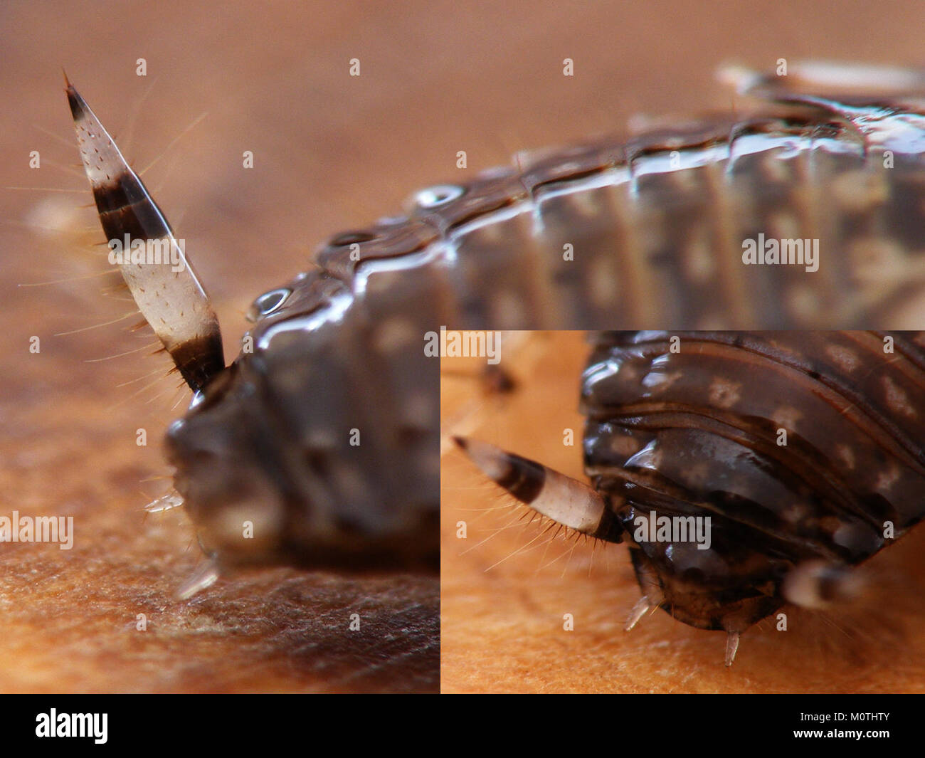 This image presents a collage featuring a nymph of the Cariblatta ...