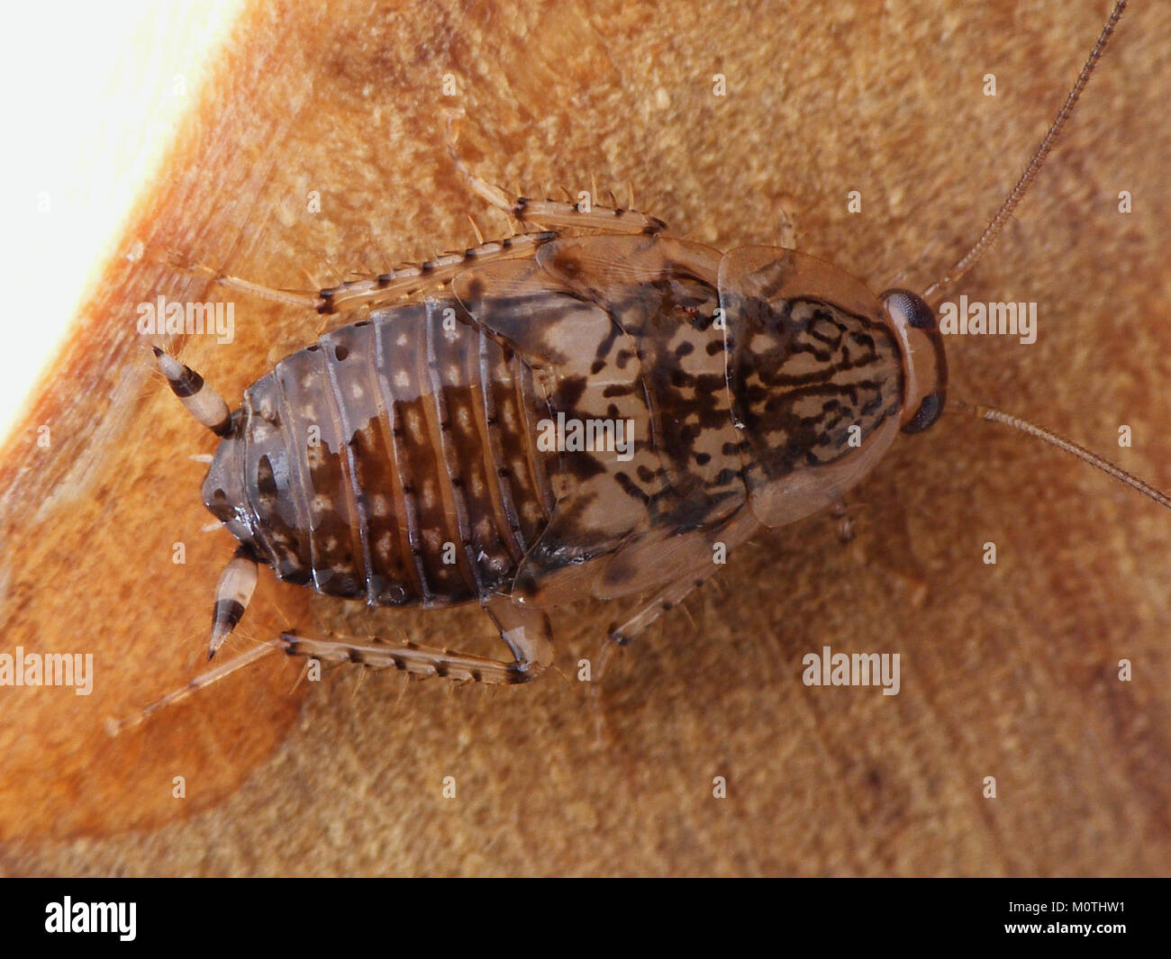 Cariblatta refers to a genus within the insect family, with this ...