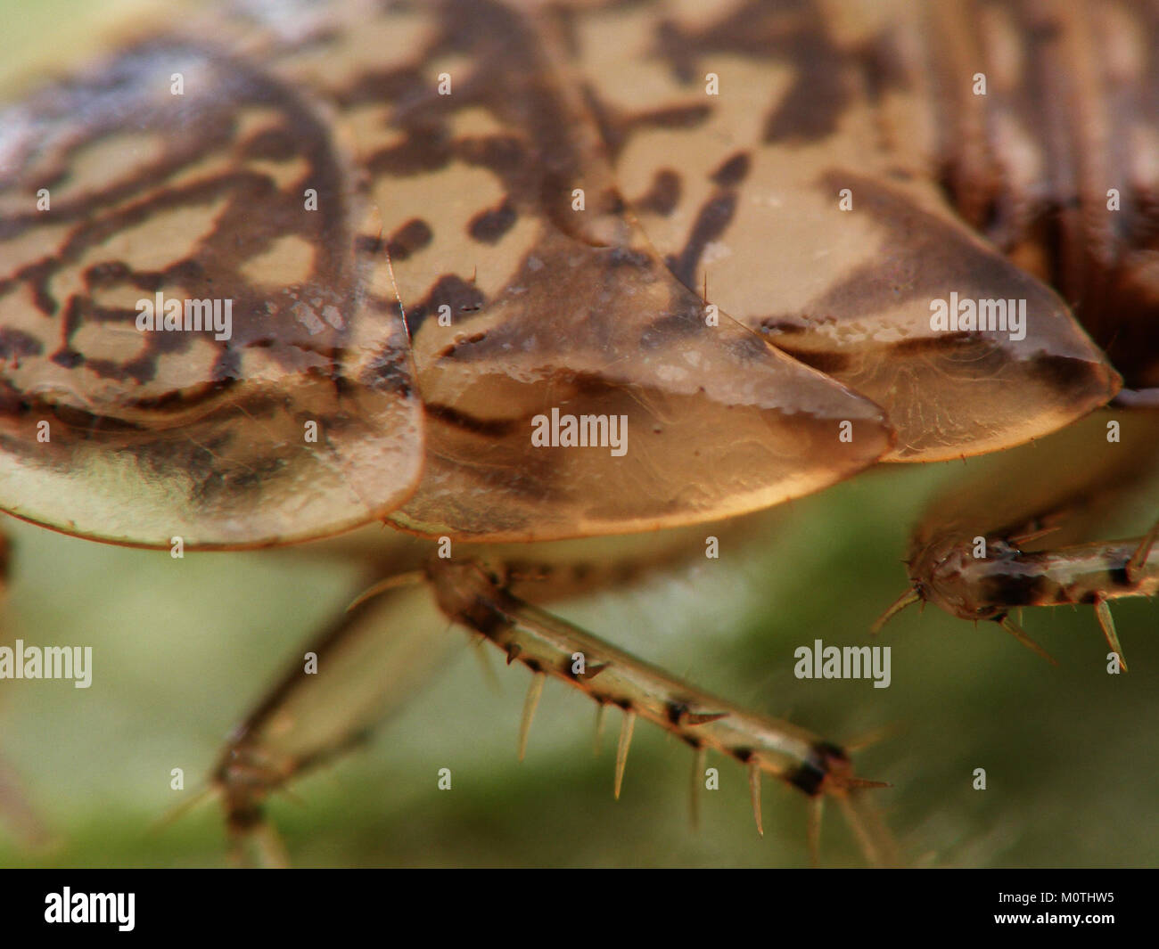 Cariblatta is a genus of cockroach known for its distinctive physical ...