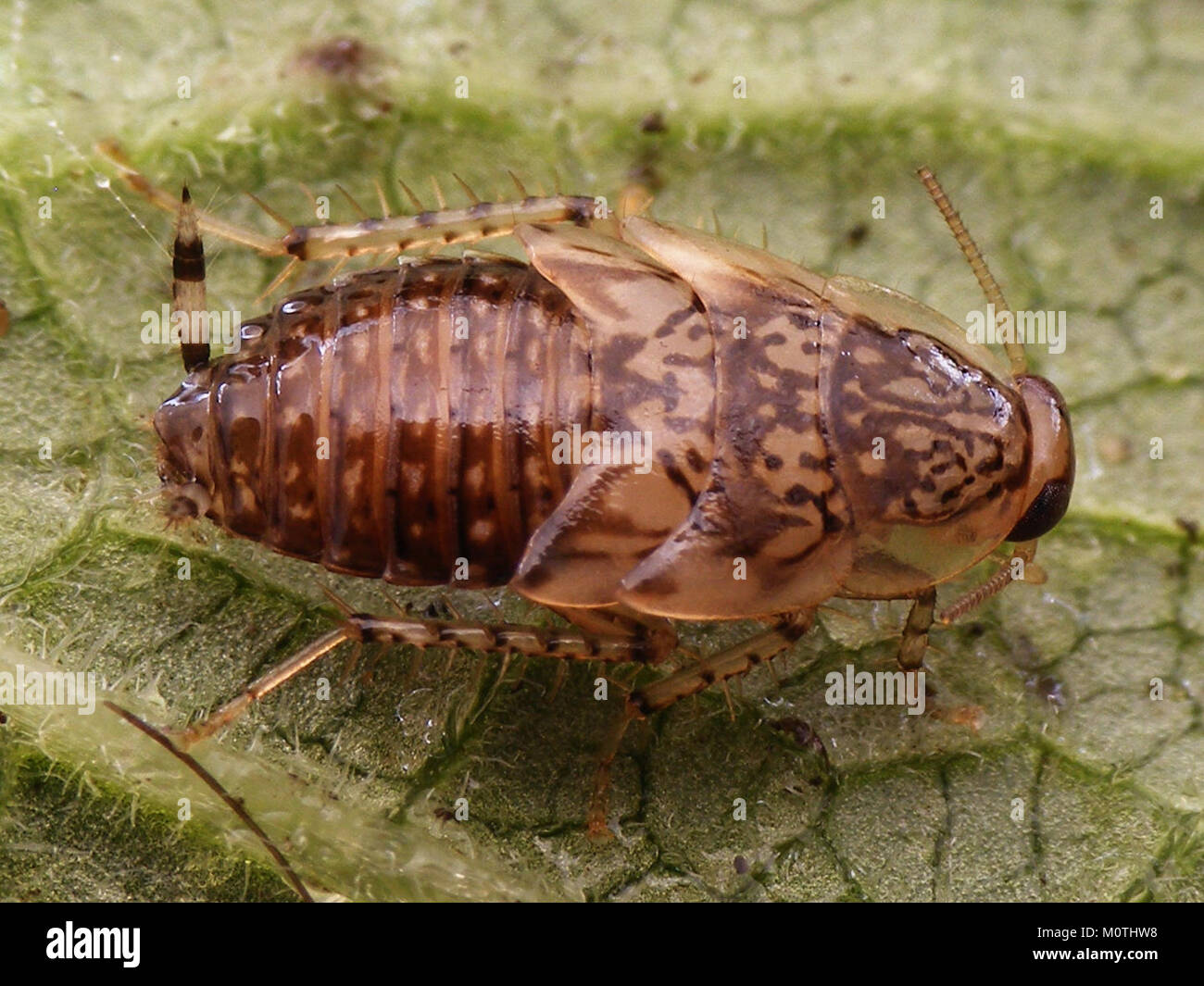 Cariblatta refers to a genus of cockroaches, and the image likely ...