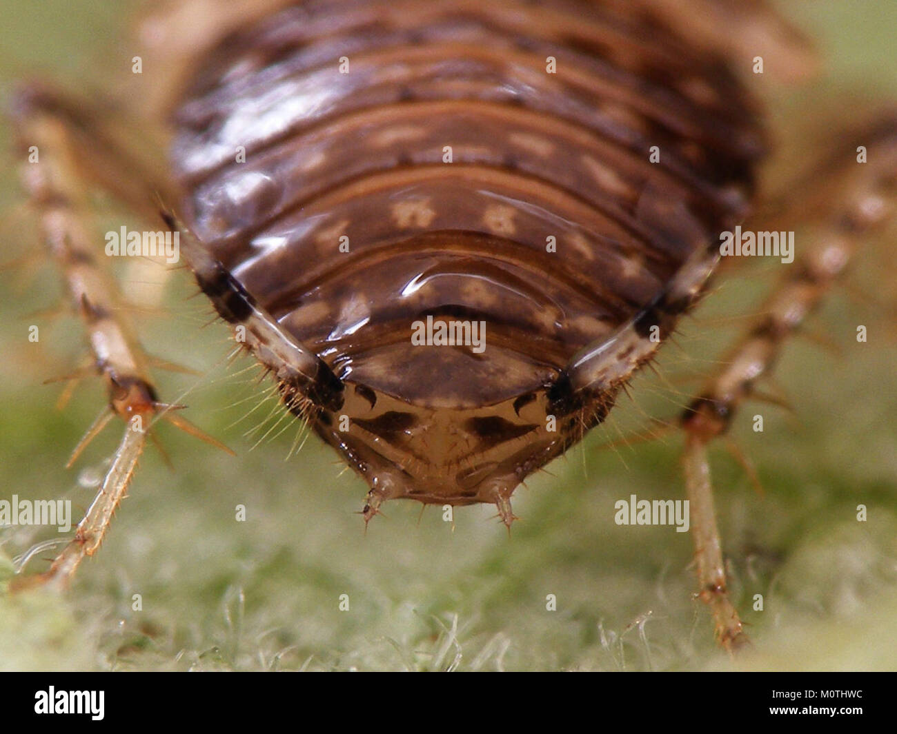 Nymph stage of development hi-res stock photography and images - Alamy