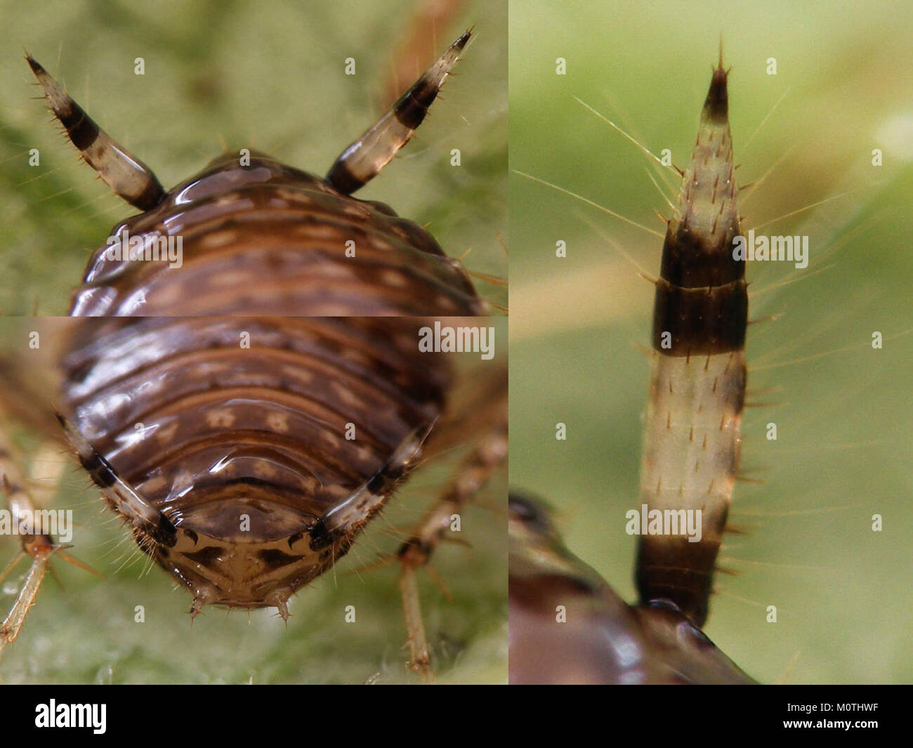 Cariblatta 20141111 refers to a specific species of cockroach, known ...