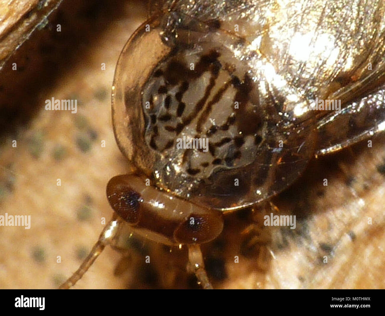 Cariblatta species hi-res stock photography and images - Alamy