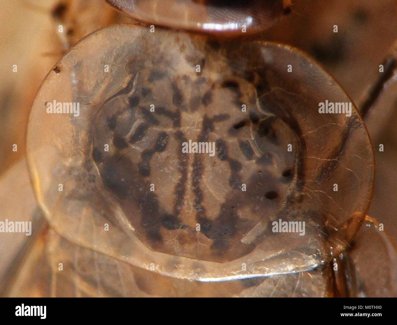 Cariblatta is a genus of cockroaches, with *imago* referring to the ...