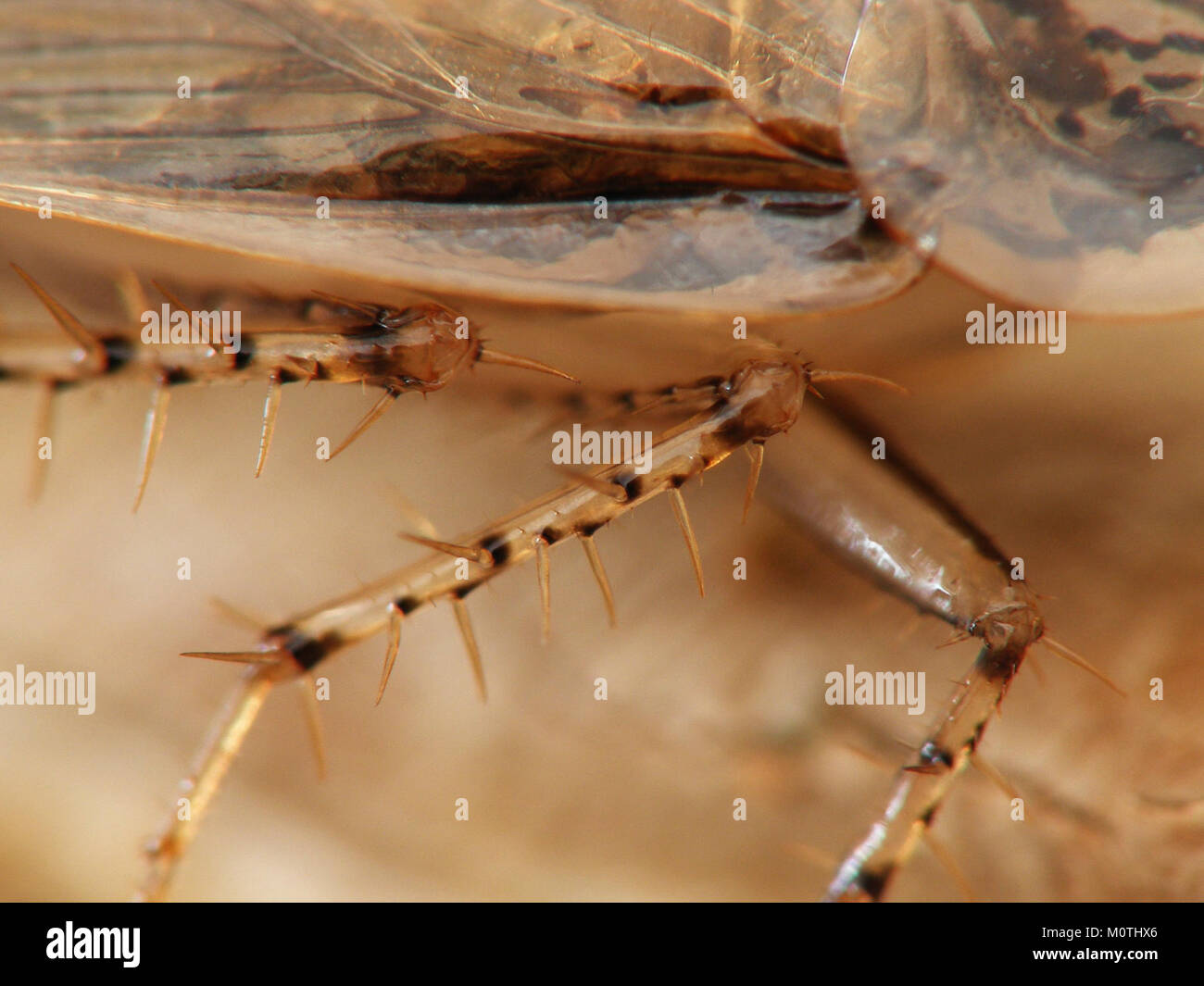 Cariblatta 20141120 imago 705 Stock Photo - Alamy