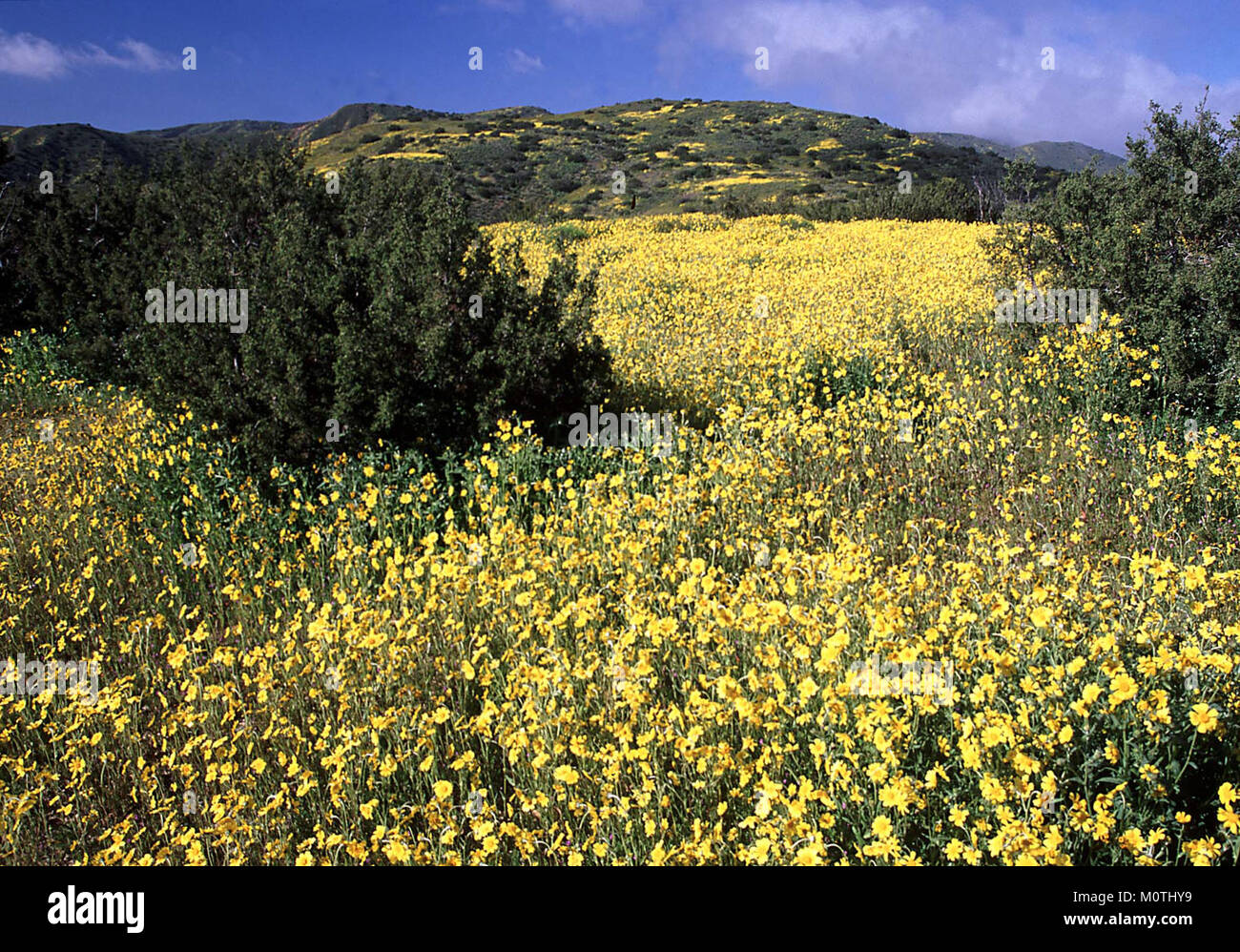 An aerial photograph titled 'CARRIZO - Flowers above Quail Springs ...