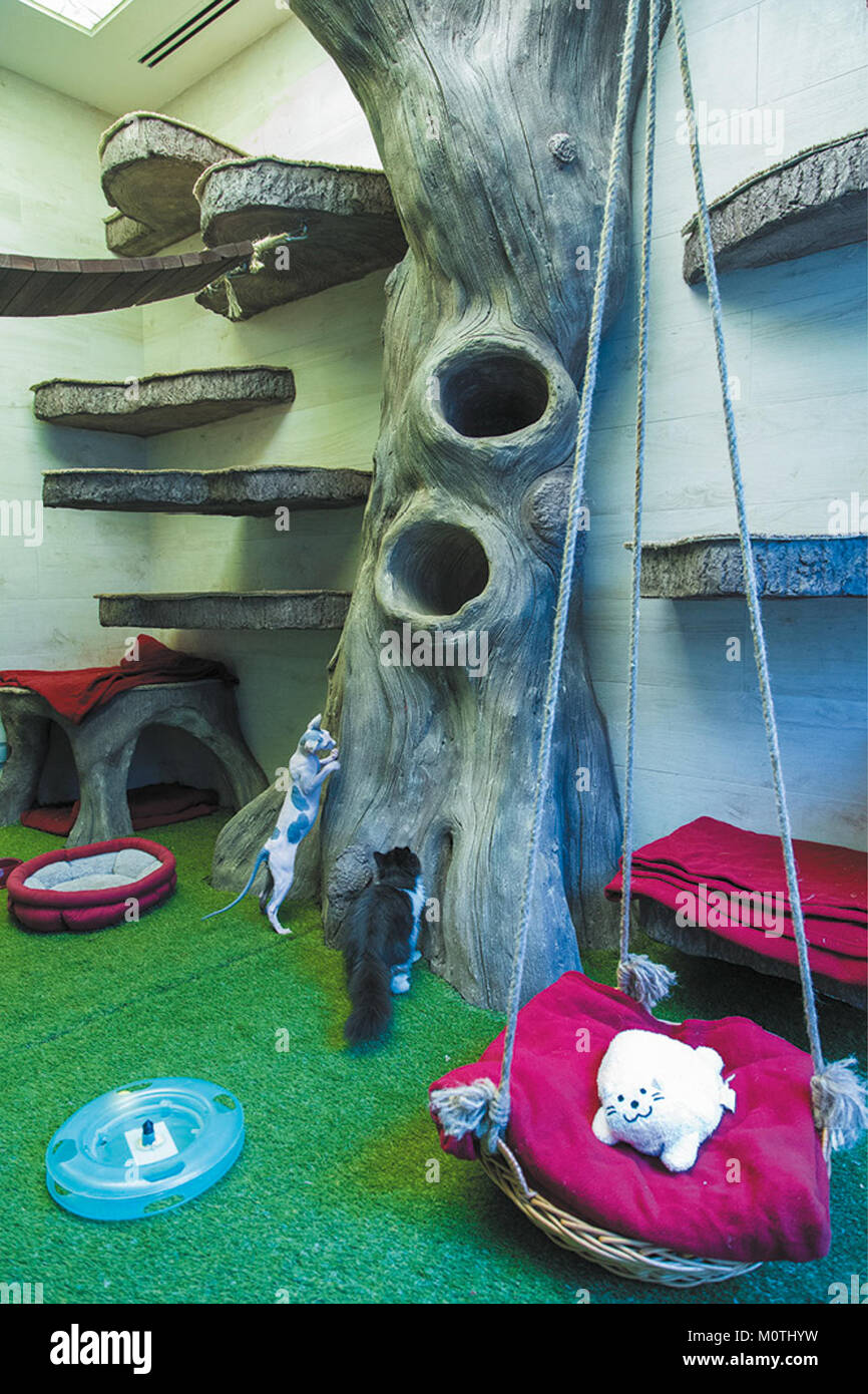 Cattery Murmulet is a well-known establishment dedicated to the ...
