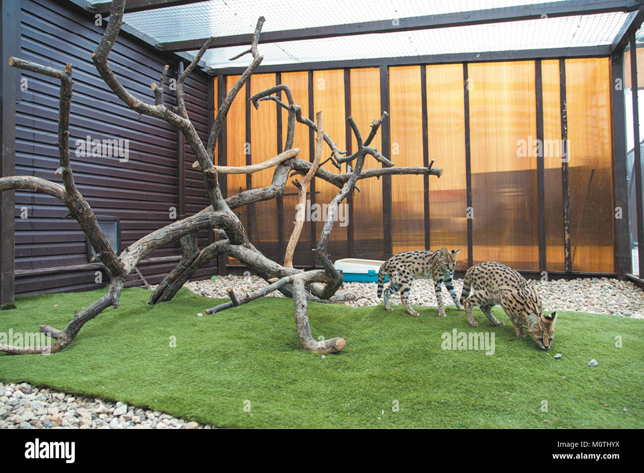 Cattery Murmulet is a facility dedicated to the care and breeding of ...