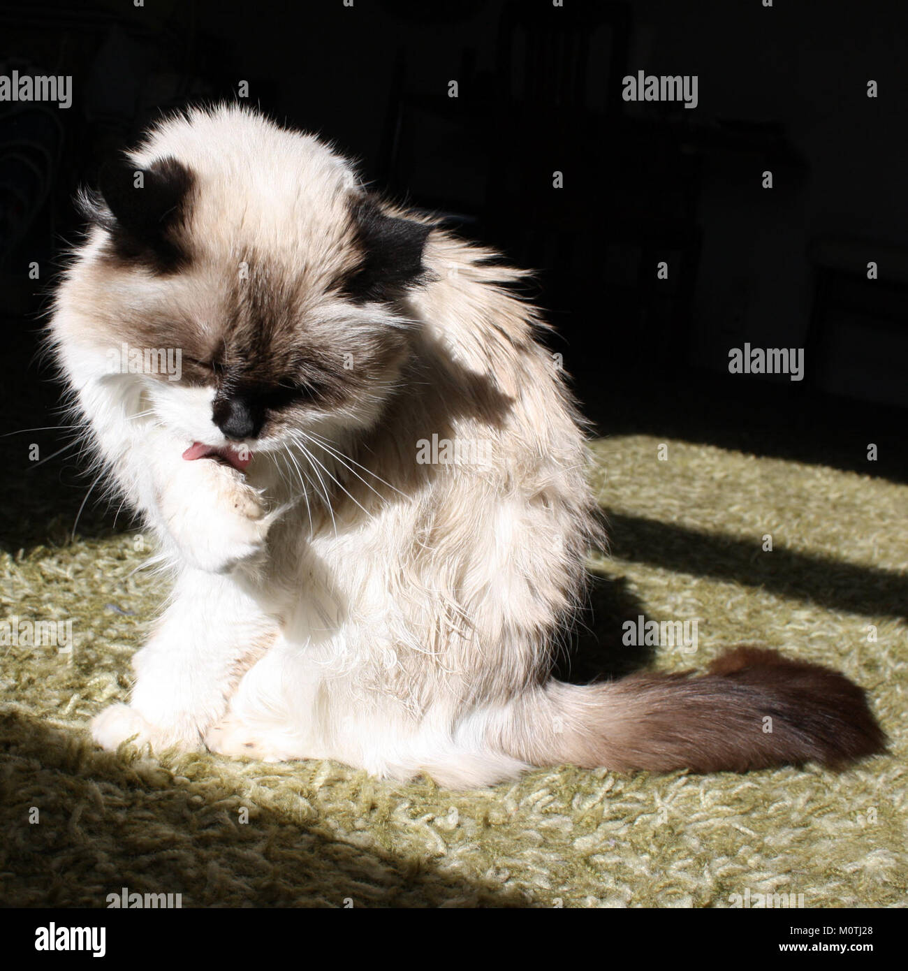 A cat resting in a sunbeam, basking in the warmth of sunlight. This ...