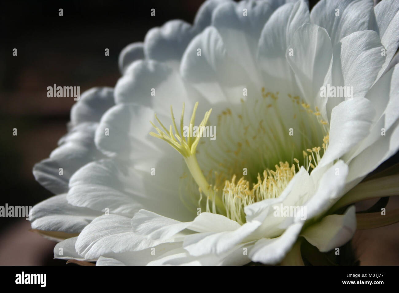 Triplicate hi-res stock photography and images - Alamy