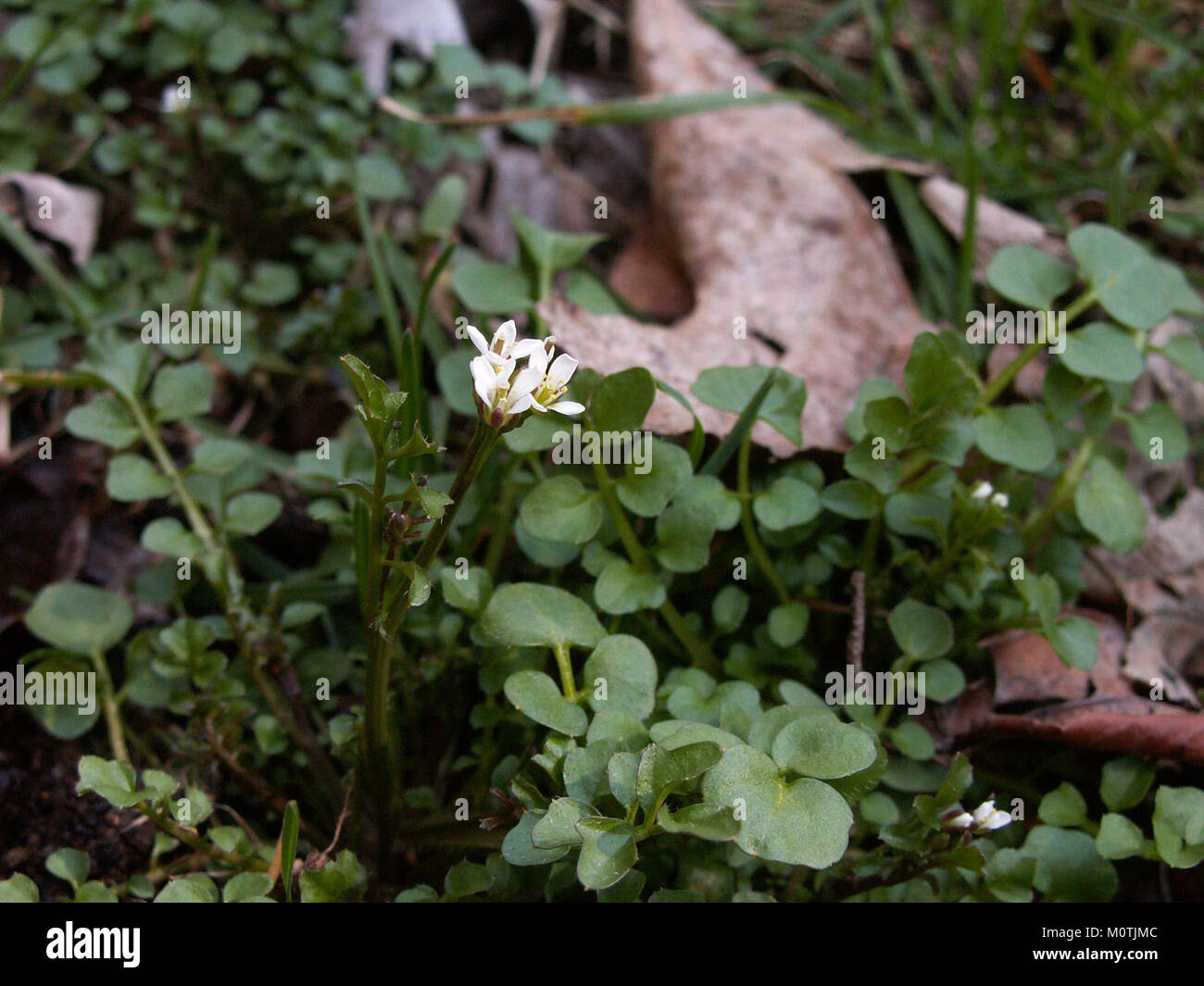 Cardamine hirsuta, commonly known as the hairy bittercress, is a small ...