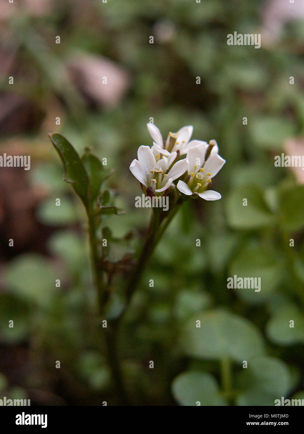 Cardamine hirsuta, a plant species, was observed in Mount Lebanon on ...