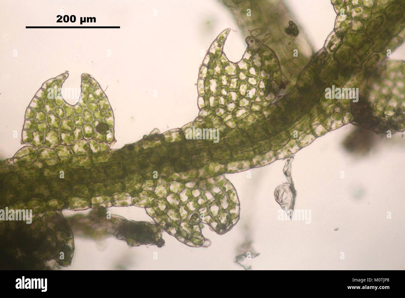 Distinctive lobed structure hi-res stock photography and images - Alamy