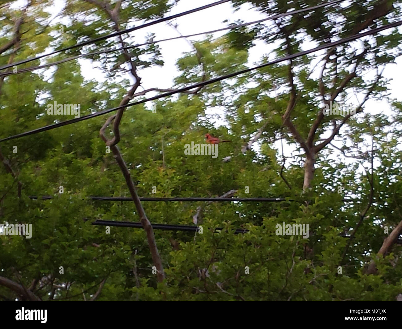 Cardinal in flight hi-res stock photography and images - Alamy