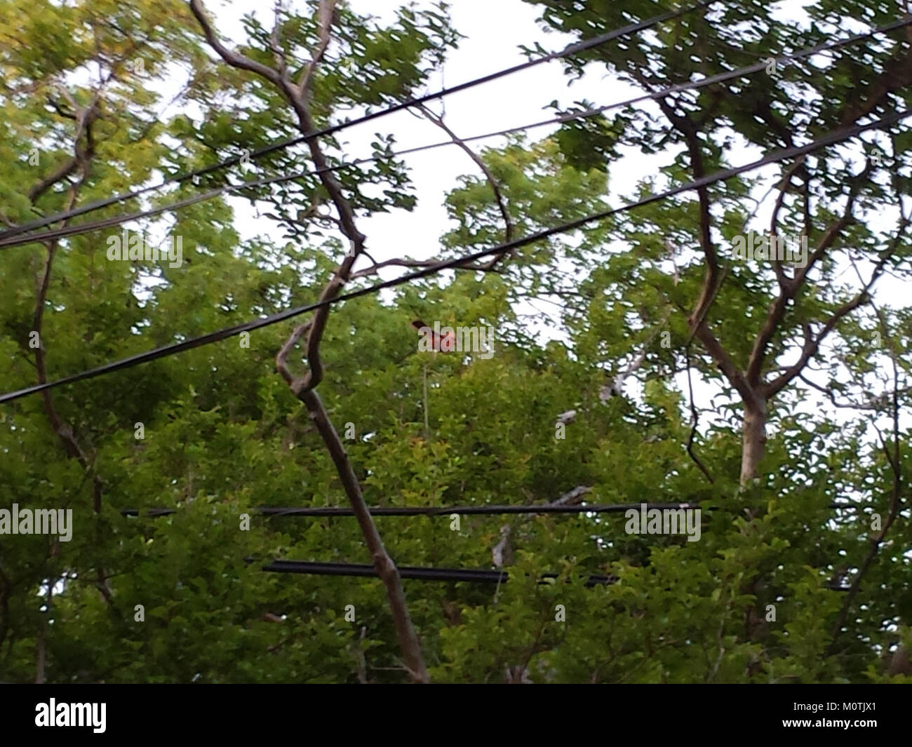 Cardinal in mid flight Stock Photo - Alamy